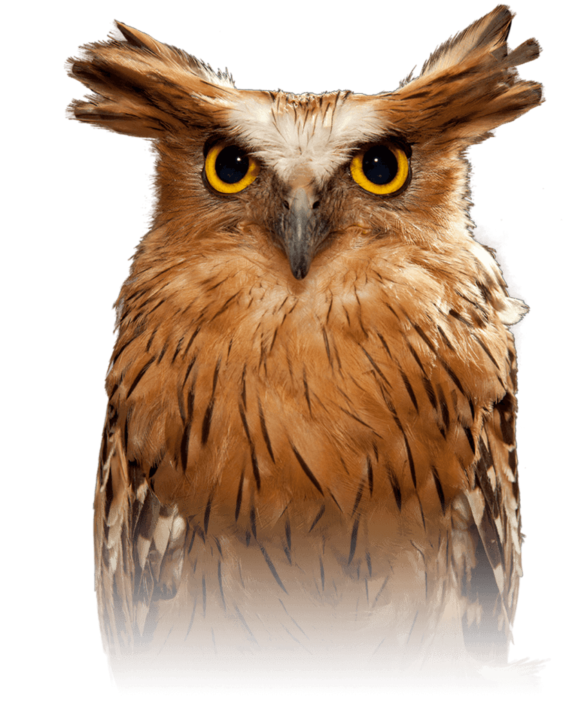 Explore - Bali Bird Park