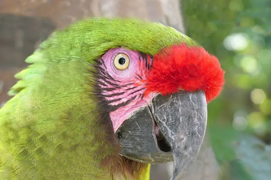 11 Rarest Birds in the World That Still Exist