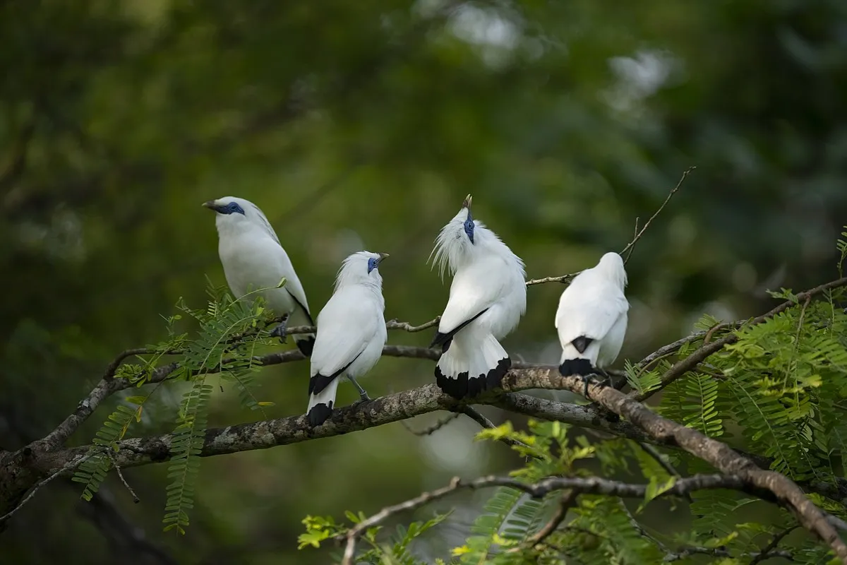 8 Jenis Burung Jalak Terpopuler dan Ciri Khasnya