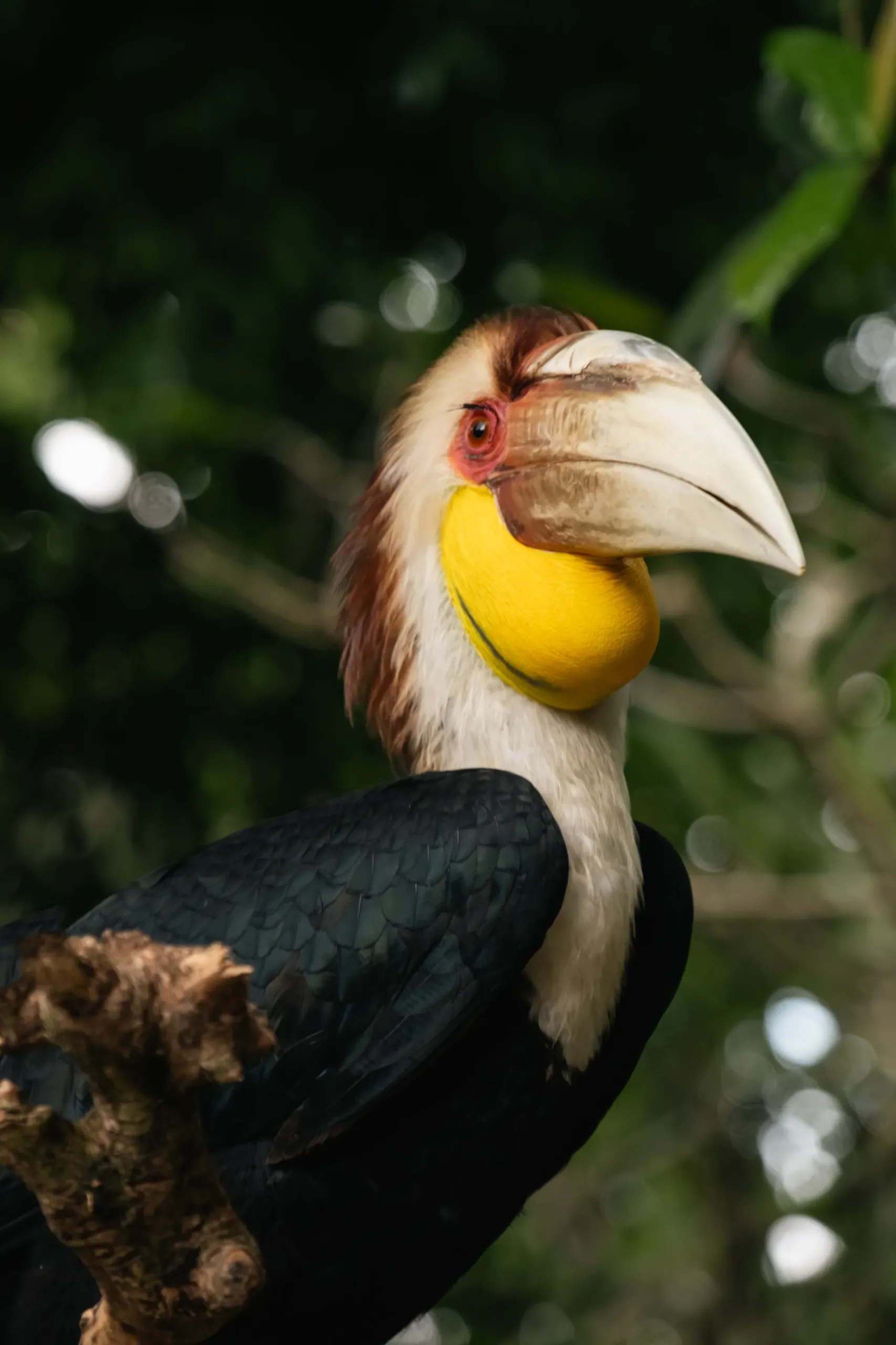 Burung Rangkong: Habitat, Jenis, dan Status Populasinya