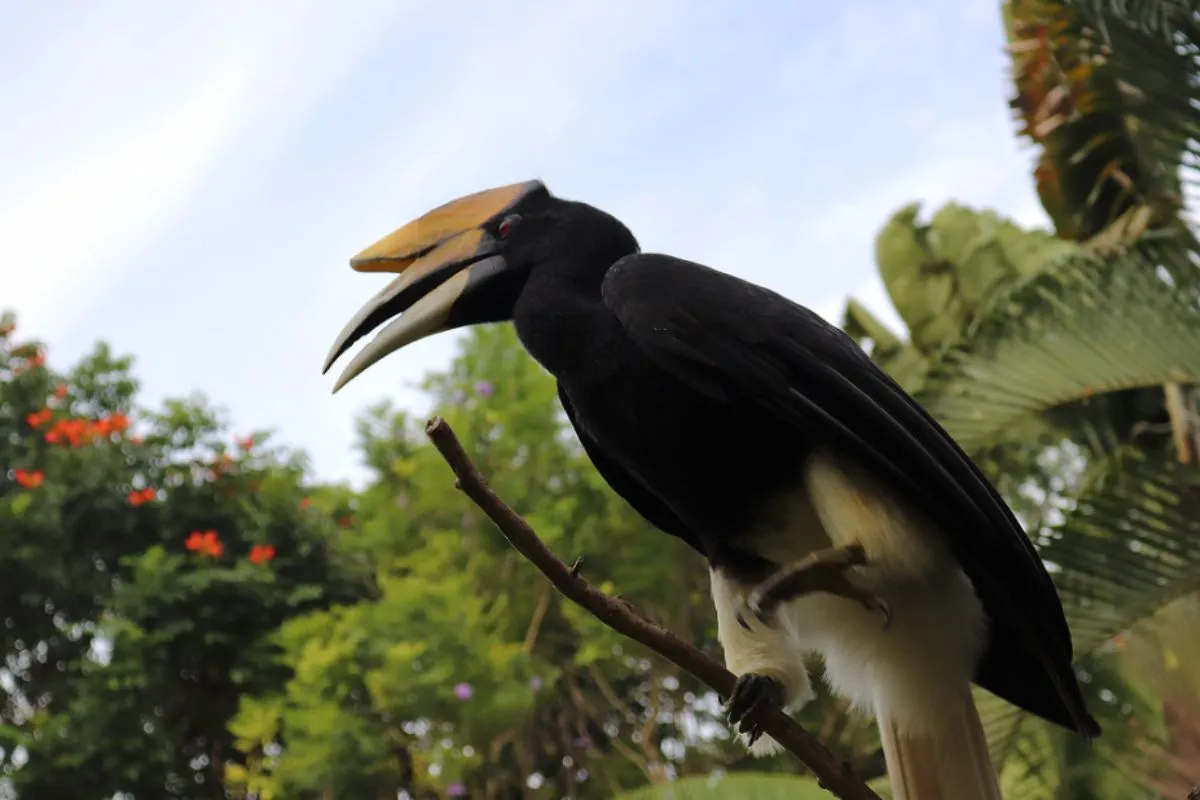 Burung Rangkong: Habitat, Jenis, dan Status Populasinya