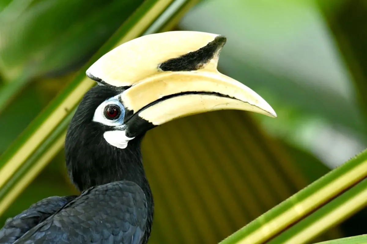 Burung Rangkong: Habitat, Jenis, dan Status Populasinya