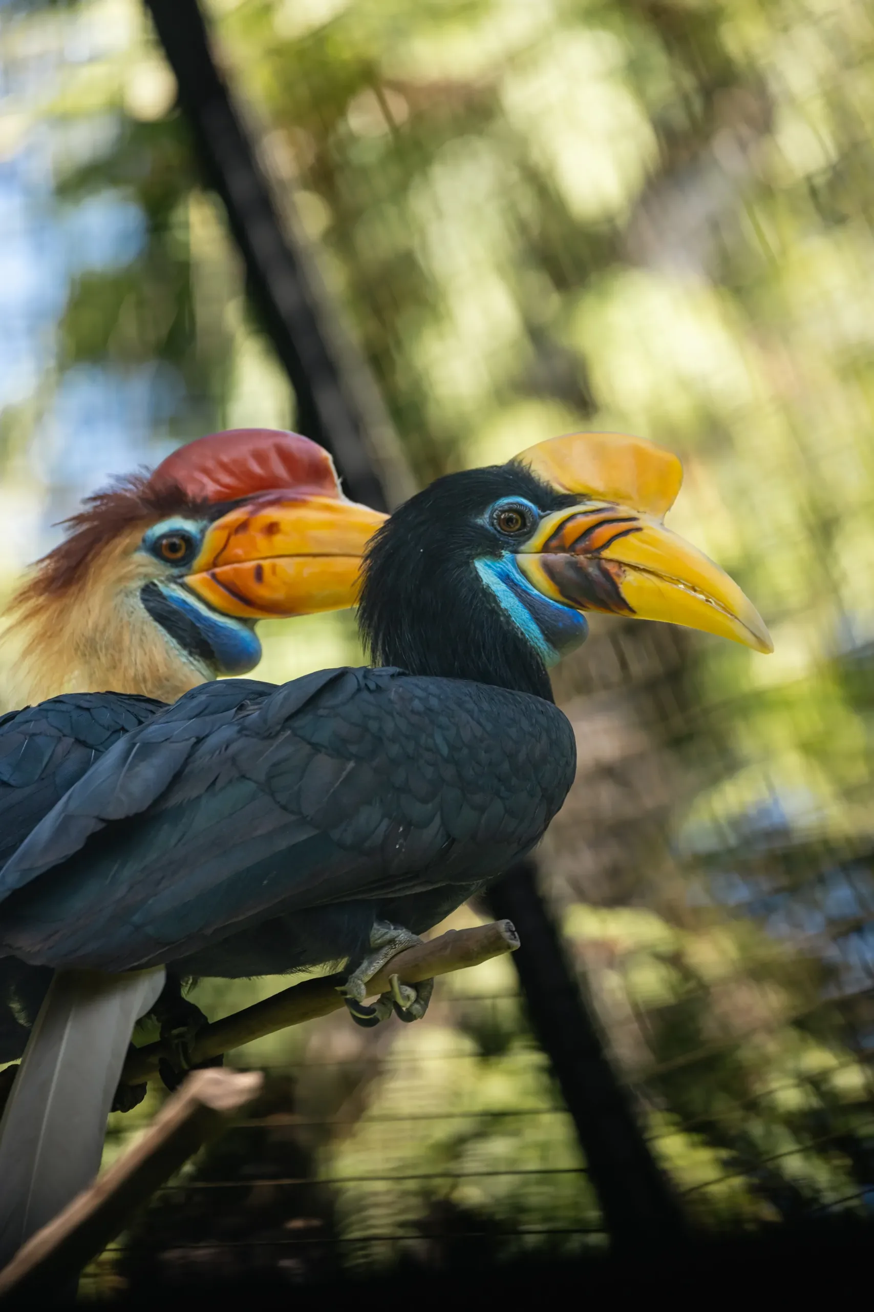 Burung Rangkong: Habitat, Jenis, dan Status Populasinya