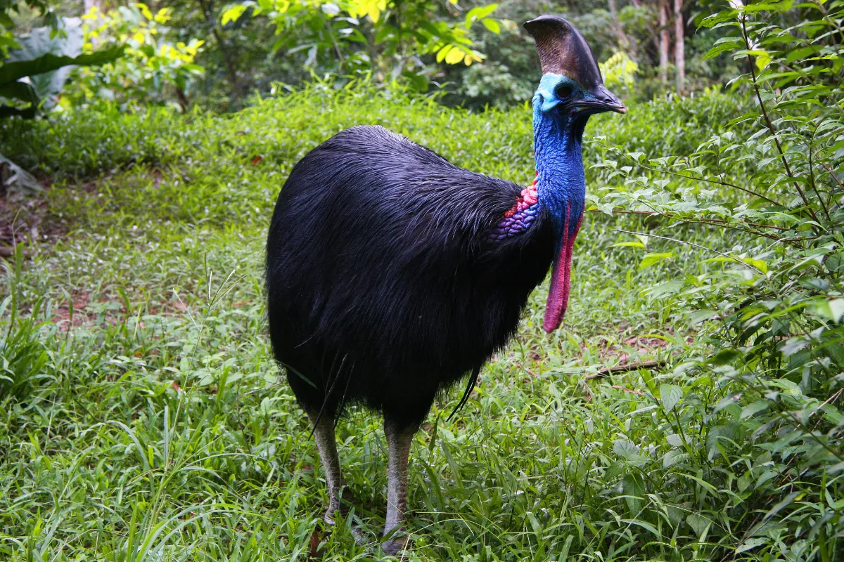 Cassowary: Characteristics, Habitat, and Behavior