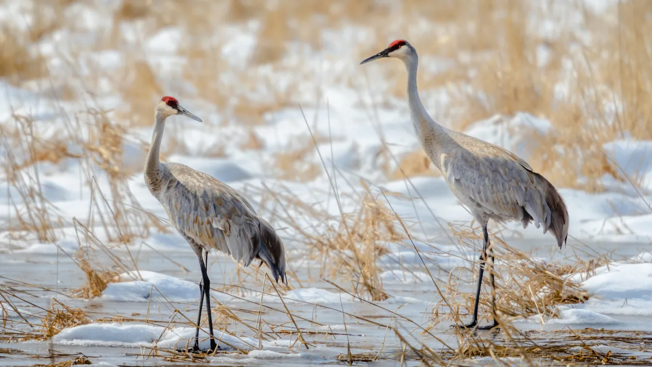 What Is a Conservation Program and Why It Matters
