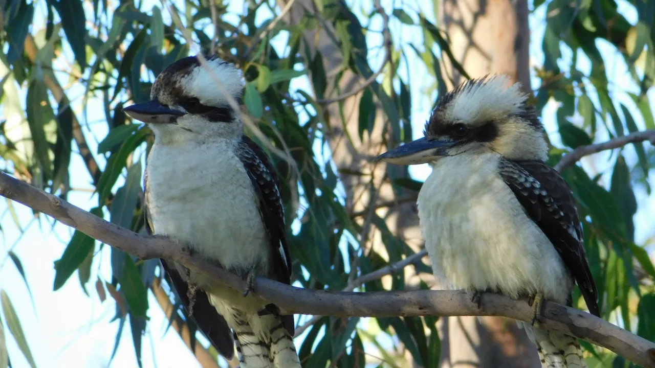 Kookaburra: Physical Appearance, Natural Habitat, and Diet