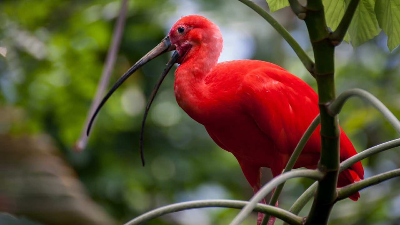 Getting to Know Scarlet Ibis: Color, Habitat, and Behavior