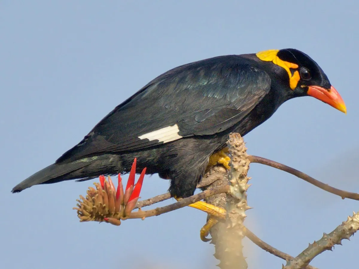Mengenal Burung Beo: Ciri, Jenis, Perilaku & Fakta Uniknya