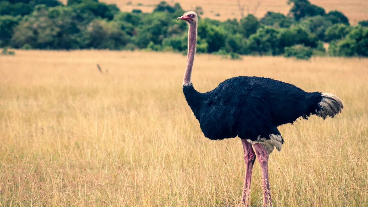 Burung Unta: Ciri Fisik, Habitat Asli, dan Fakta Uniknya