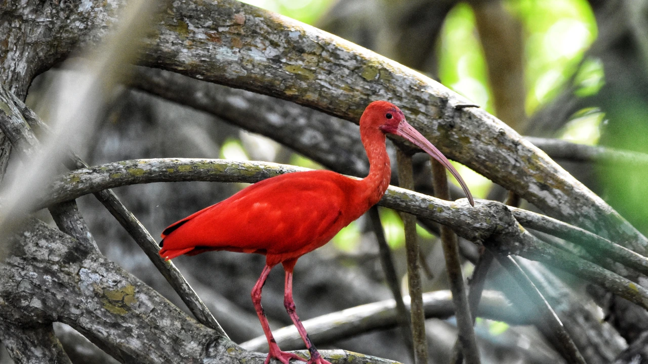 Getting to Know Scarlet Ibis: Color, Habitat, and Behavior