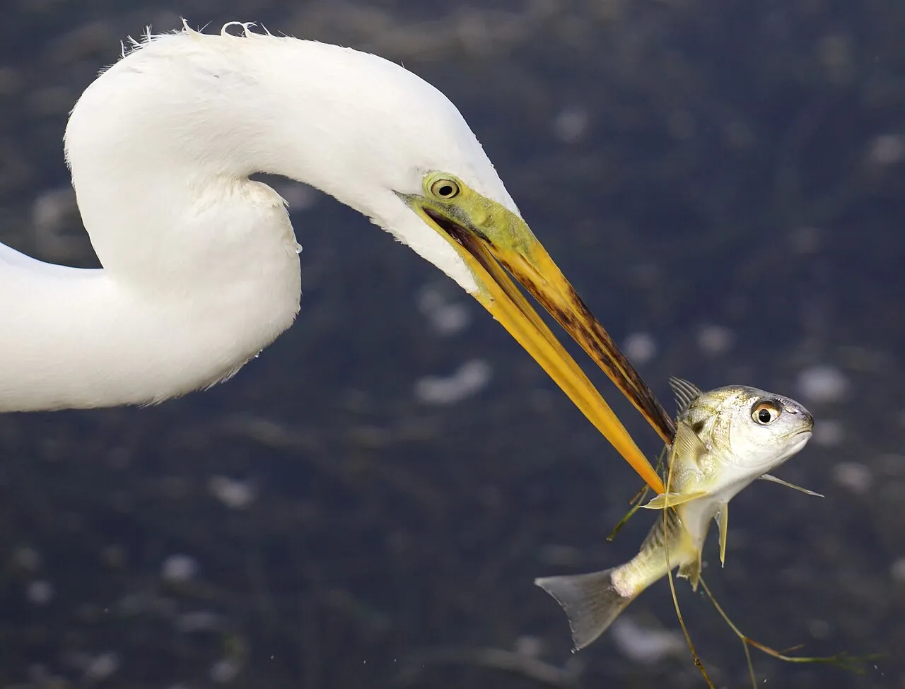 Burung Kuntul: Ciri-Ciri, Jenis, Peran & Tempat Melihatnya