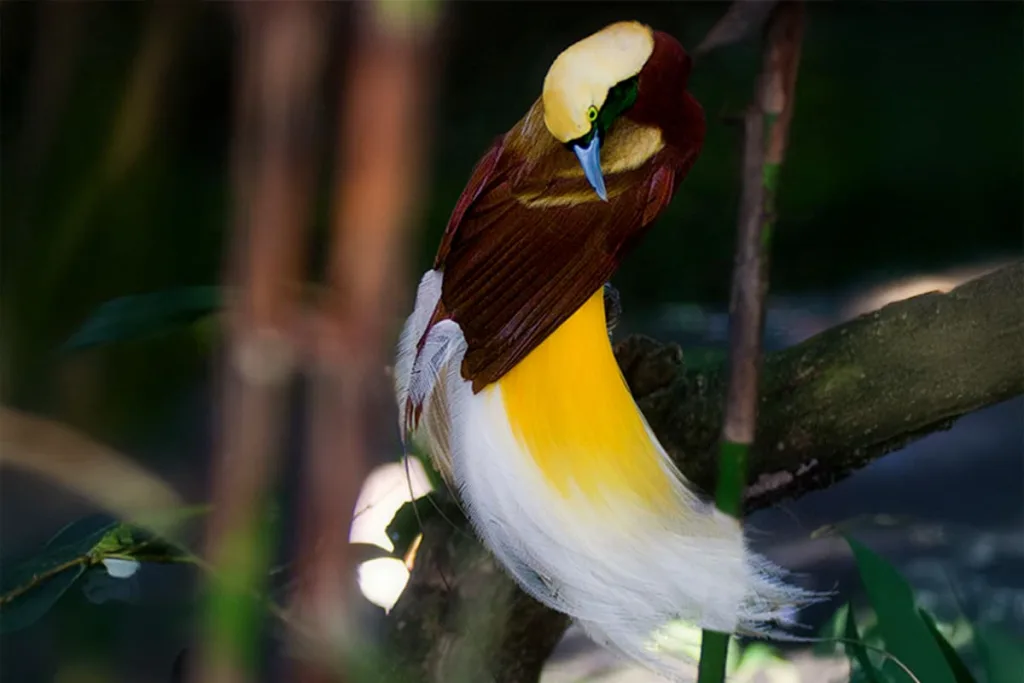 Lesser Bird of Paradise Hatches at Bird Park