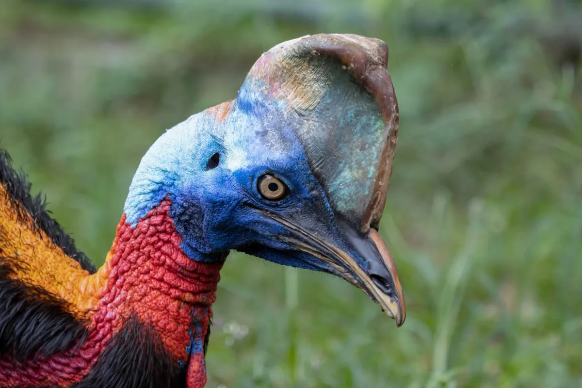 Cassowary Bali Bird Park – Meet Bali’s Living Dinosaur