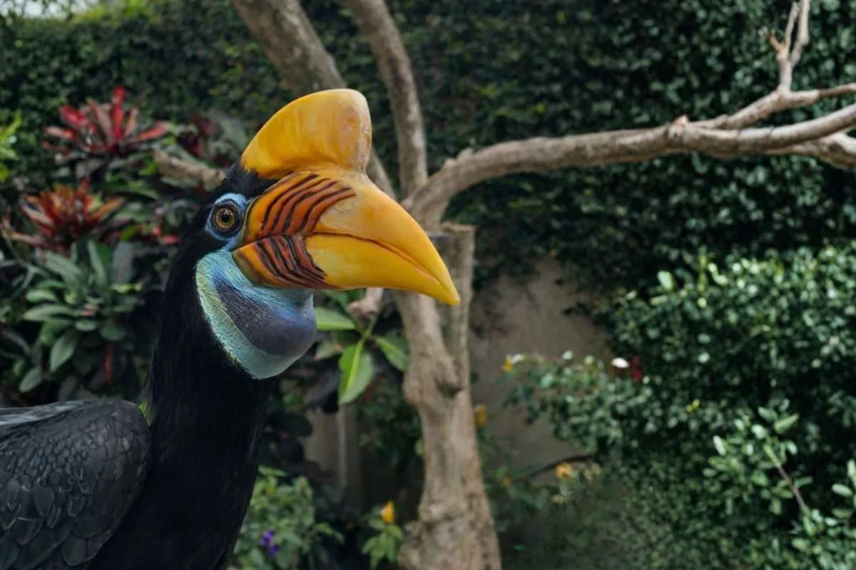 Knobbed Hornbill: A Remarkable Bird at Bali Bird Park