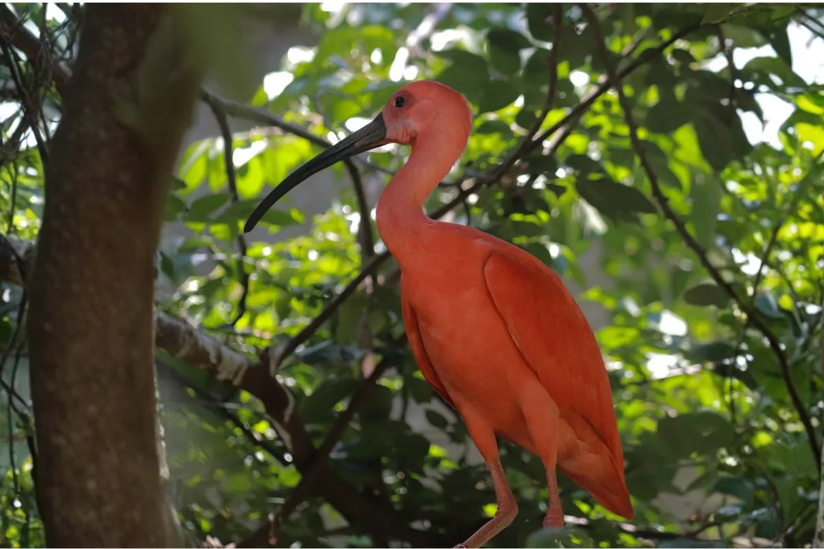 Scarlet Ibis: The Red Jewel of Bali Bird Park