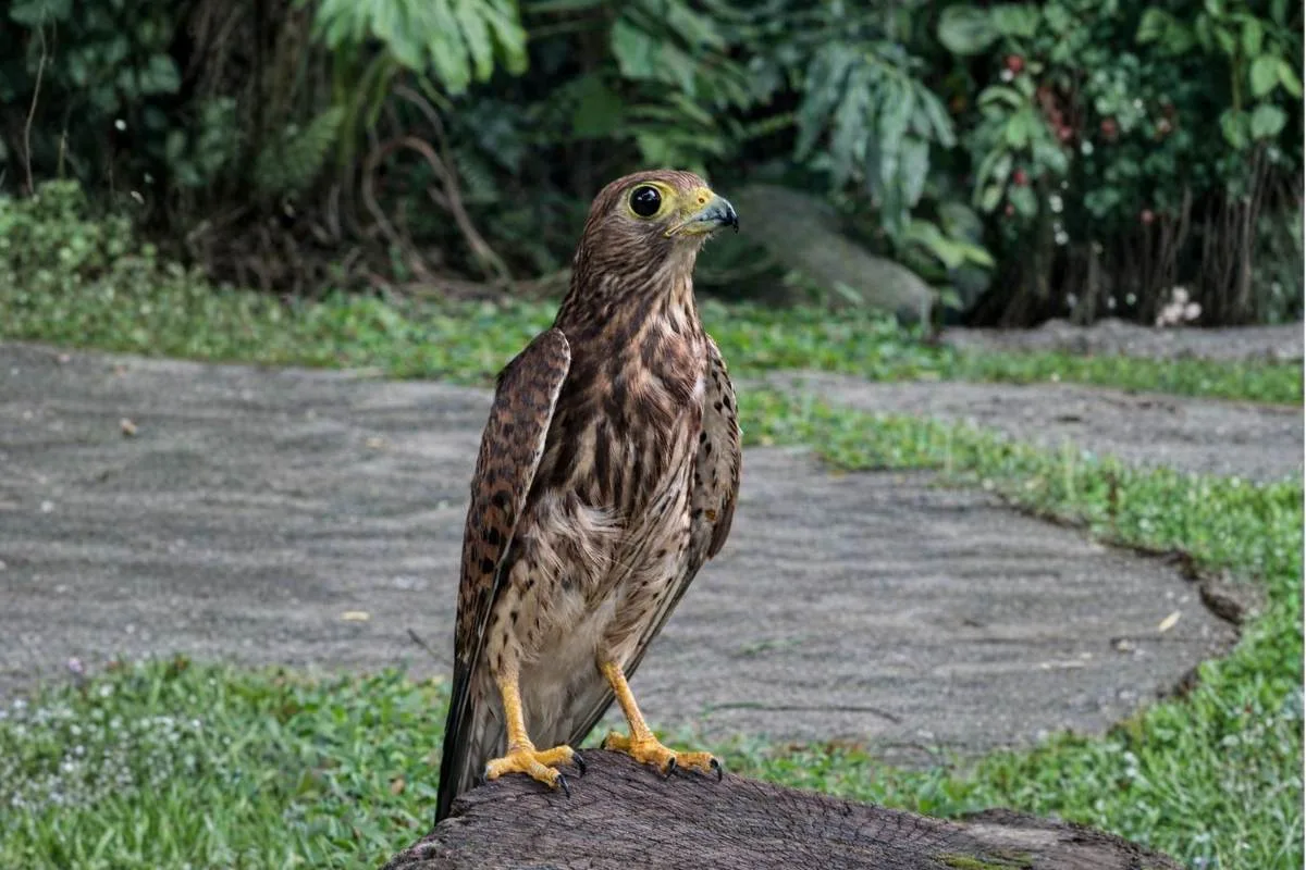 Spotted Kestrel Falcon at Bali Bird Park Small Hunter
