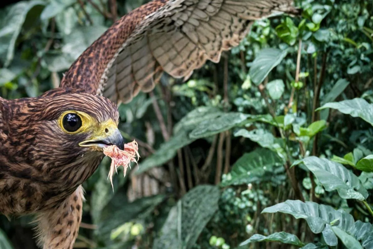 Spotted Kestrel Falcon at Bali Bird Park Small Hunter