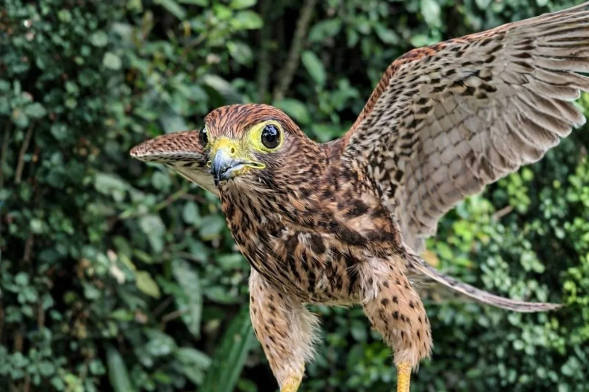 Spotted Kestrel Falcon at Bali Bird Park Small Hunter