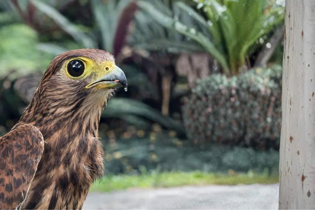 Spotted Kestrel Falcon at Bali Bird Park Small Hunter