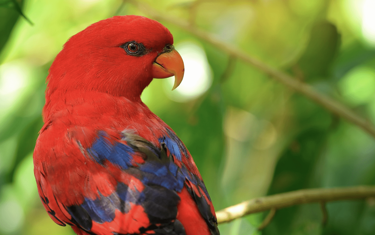 Red Lory at Bali Bird Park: A New Beginning for Wildlife