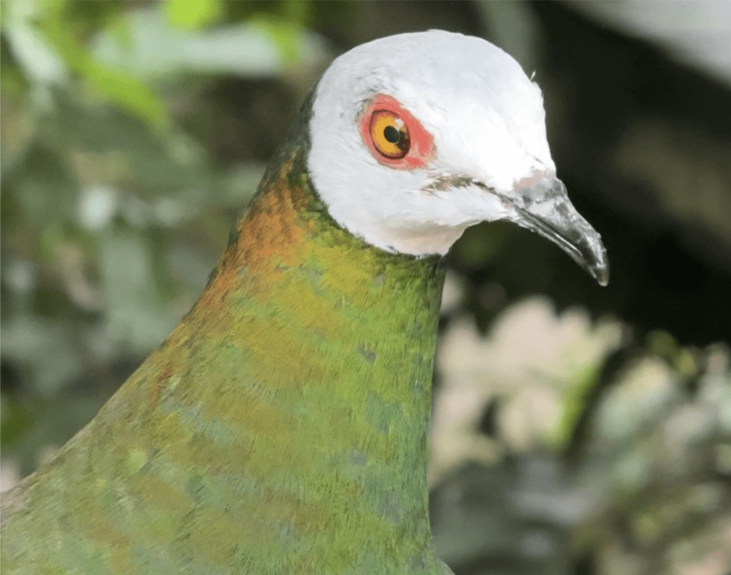 White-bellied Imperial-Pigeons at Bali Bird Park