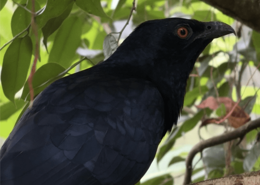 Discover the Asian Koel: The Iconic Songbird of Bali
