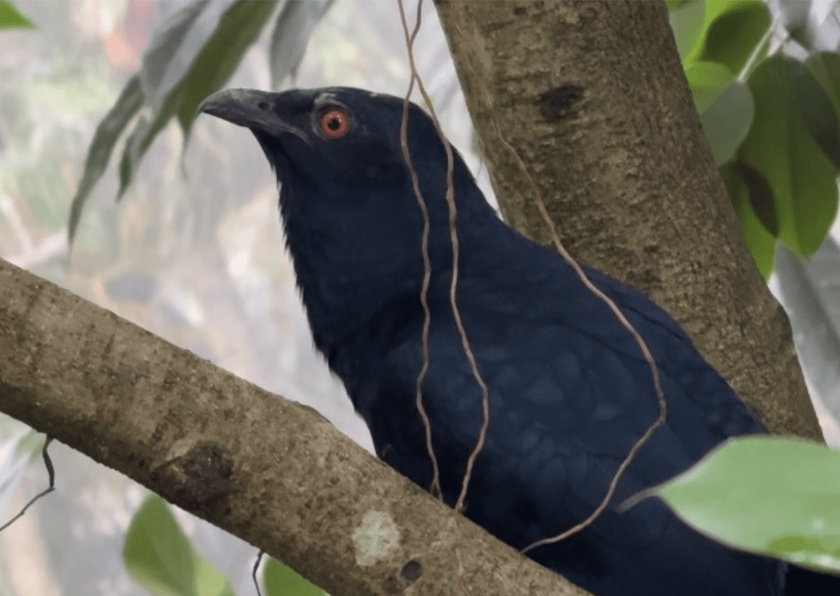 Discover the Asian Koel: The Iconic Songbird of Bali